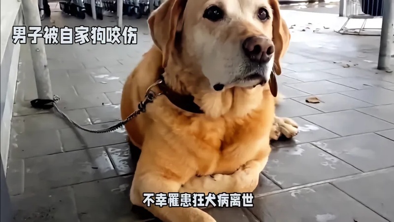 家狗咬主人,主人得狂犬病不治身亡!