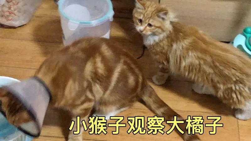 大橘子渴了咕咚咕咚一直喝水,芝麻还是不敢认这个儿子悄悄躲开它