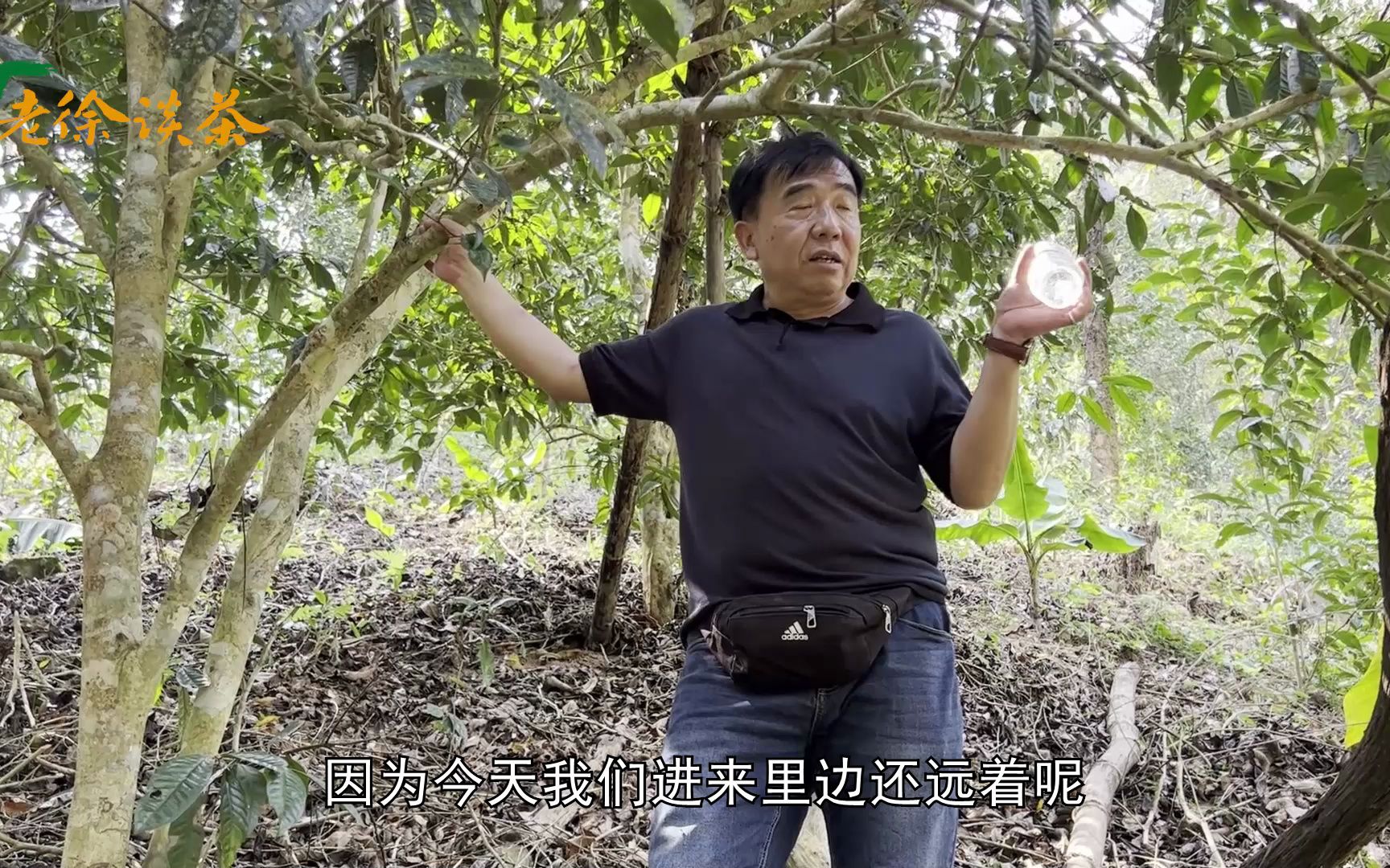 【老徐谈茶】第319期:老徐带你了解生长在原始森林里的同庆河乔木茶...