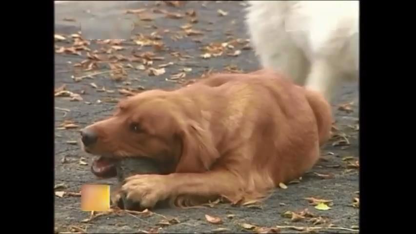 养殖科技291:宠物狗常见疾病,皮肤病,犬螨虫病,传播、症状、诊断、...