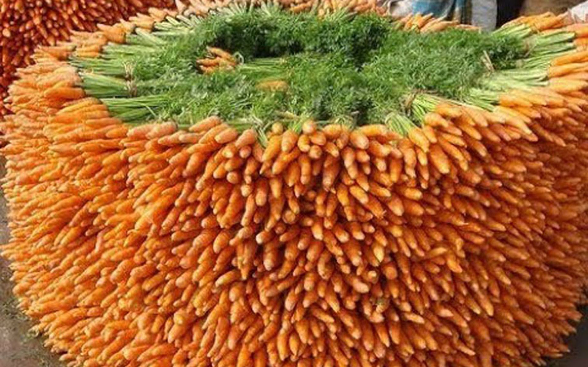 胡萝卜的一生|现代农业种植和收获胡萝卜