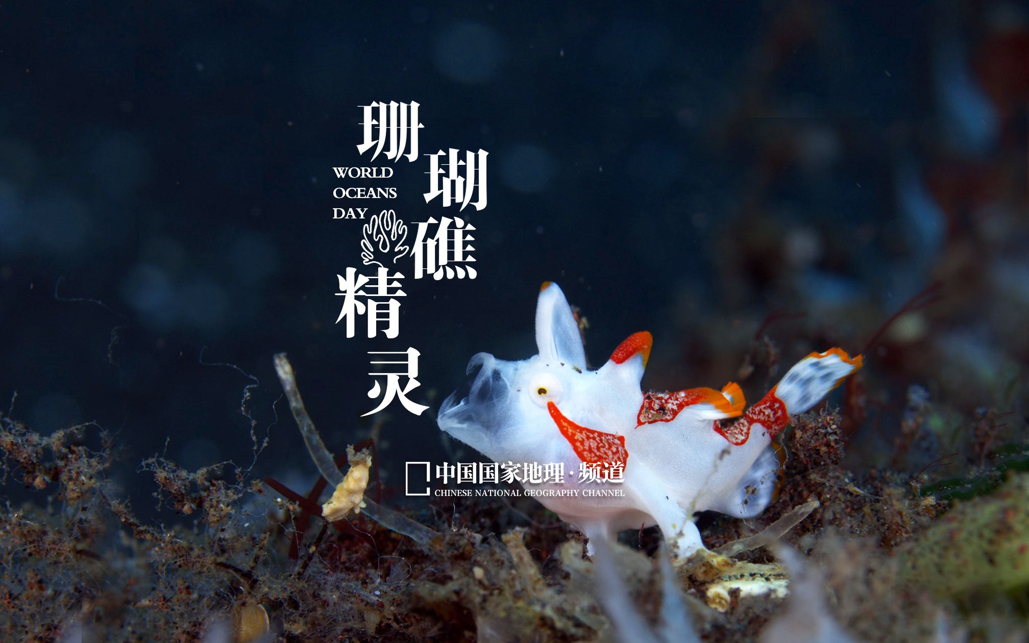 世界海洋日 ,珊瑚礁的精灵们向你发送了一条动态