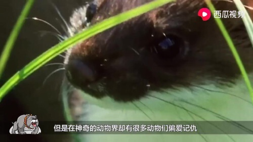 盘点最记仇的4种动物,自己折腾濒临灭绝,还有一种能记仇多年