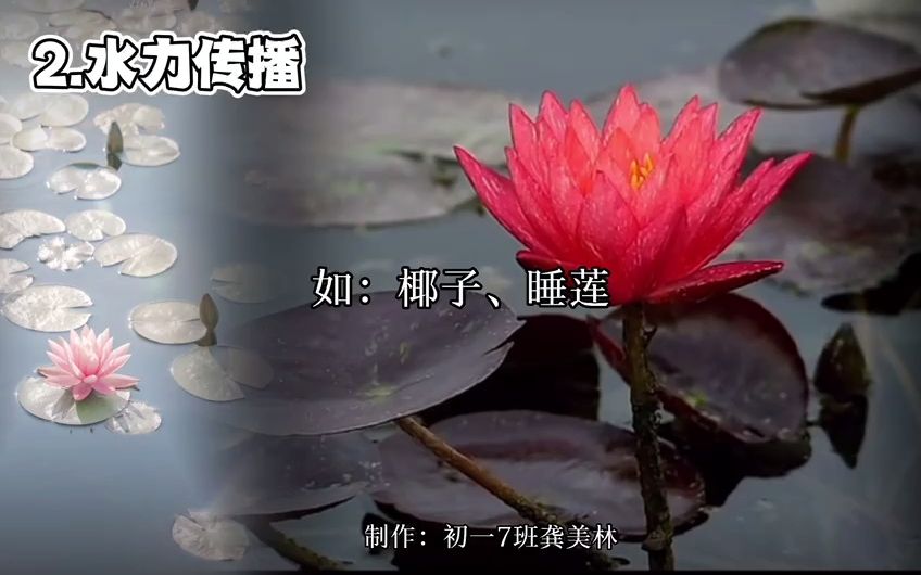 植物种子的传播方式