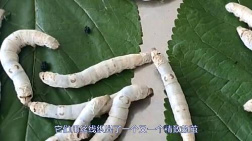 蚕的神秘生活:从卵到丝的奇妙旅程