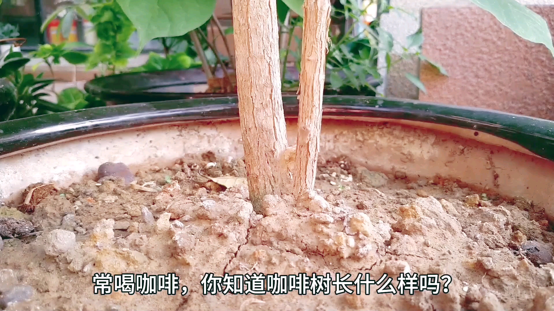 你想看的咖啡树
