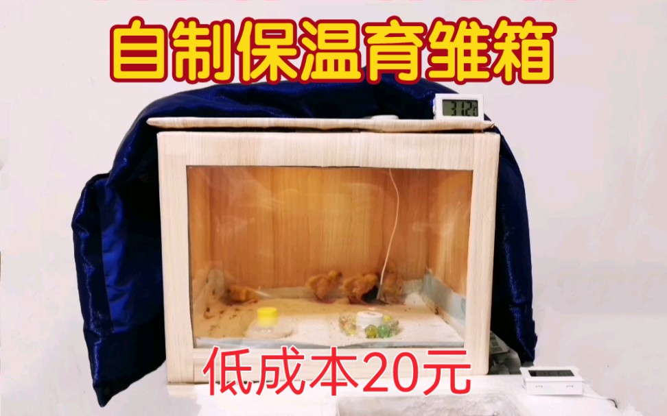 自制保温育雏箱,芦丁鸡饲养箱 成本:17元-3元 材料:硬纸箱,胶带,热熔枪,...