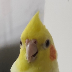知更鳥成雙對 