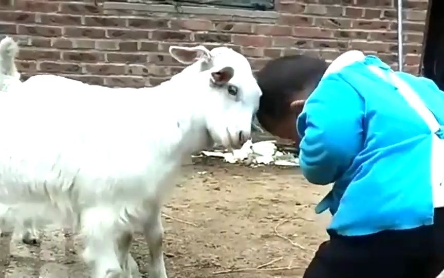 孩子和小羊玩耍,小羊还是很懂事的,知道不用全力对孩子进行攻击!