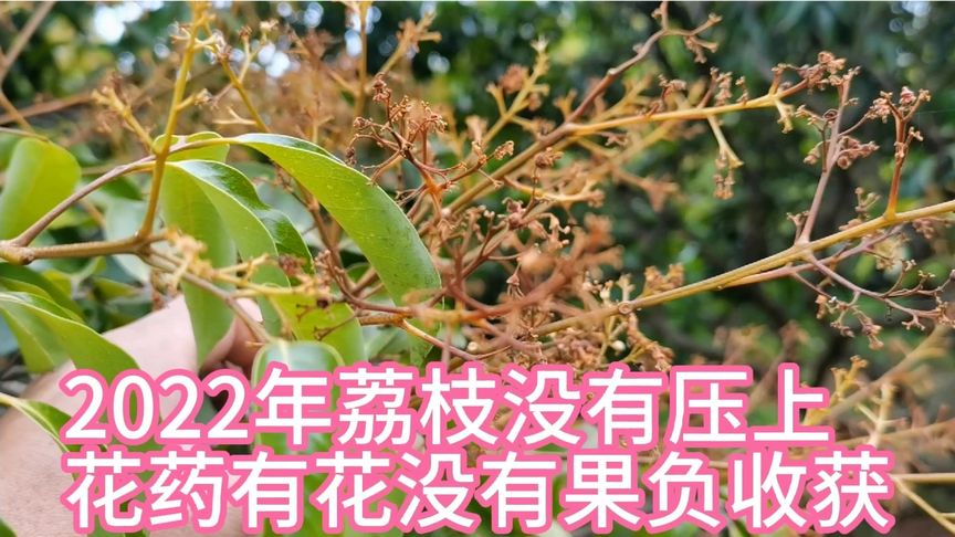 2022年荔枝管理个别果农不信用压花药防懪花,辛苦付出负收获。