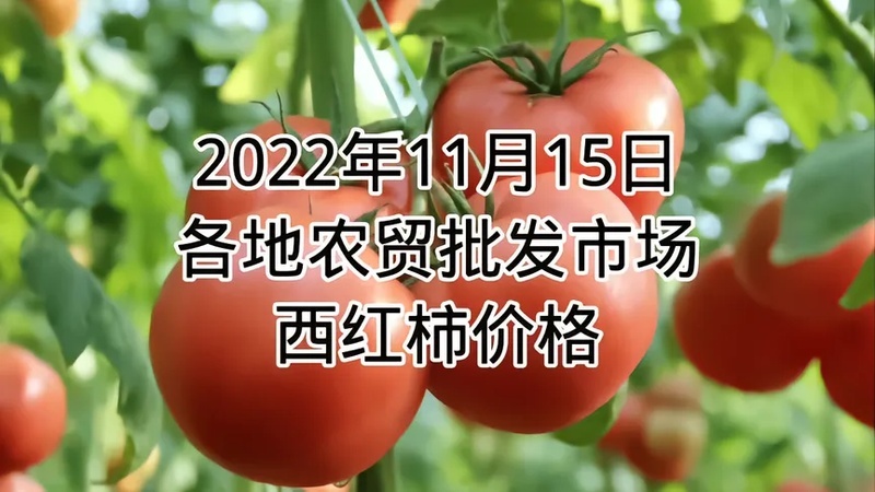 2022年11月15日各地农贸批发市场西红柿价格信息