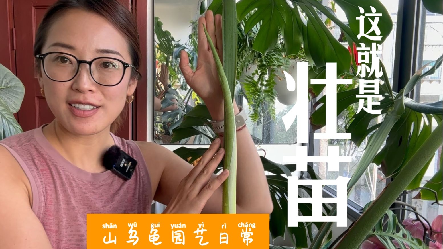 「山乌龟」日常翻种植物|简单生活治愈vlog