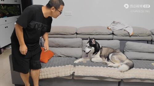 用巨型针管给狗狗打针,看到针管那一刻,二哈的反应笑得我肚疼