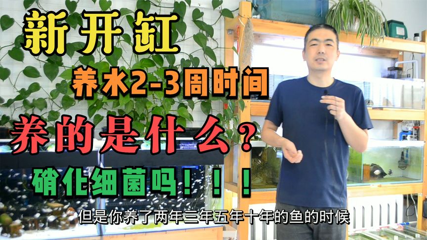 新手开缸养水2-3周养的是什么,是硝化细菌吗?为什么加里鱼就死