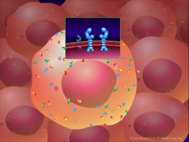 解读肿瘤君之第一部曲—异常信号转导(中文配音无字幕版)