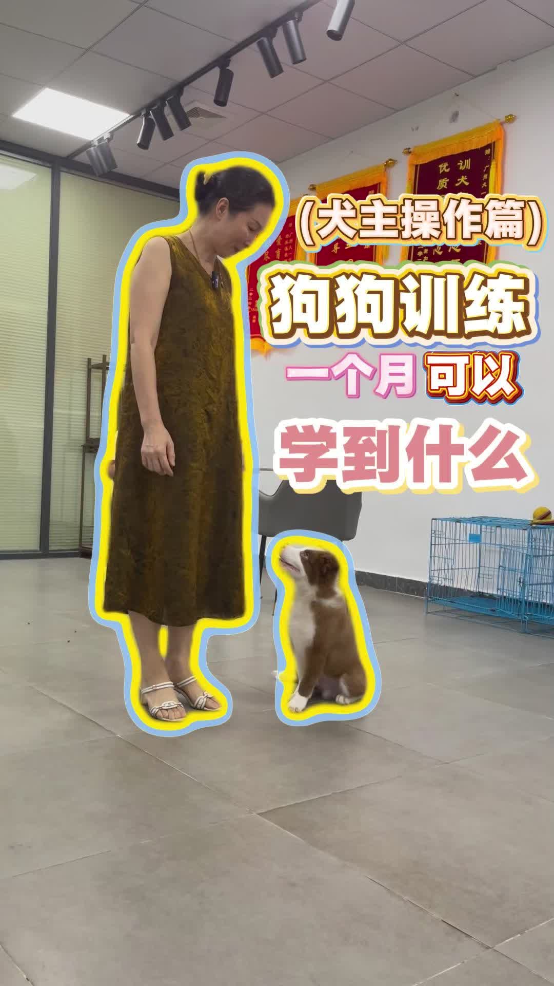狗狗去训犬学校一个月可以学到什么 #宠物训练 #训练狗狗 #广州训犬 ...