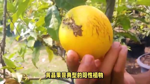 黄晶果适合在哪里种植怎样种植