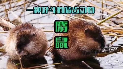 一种好斗的啮齿动物麝鼠