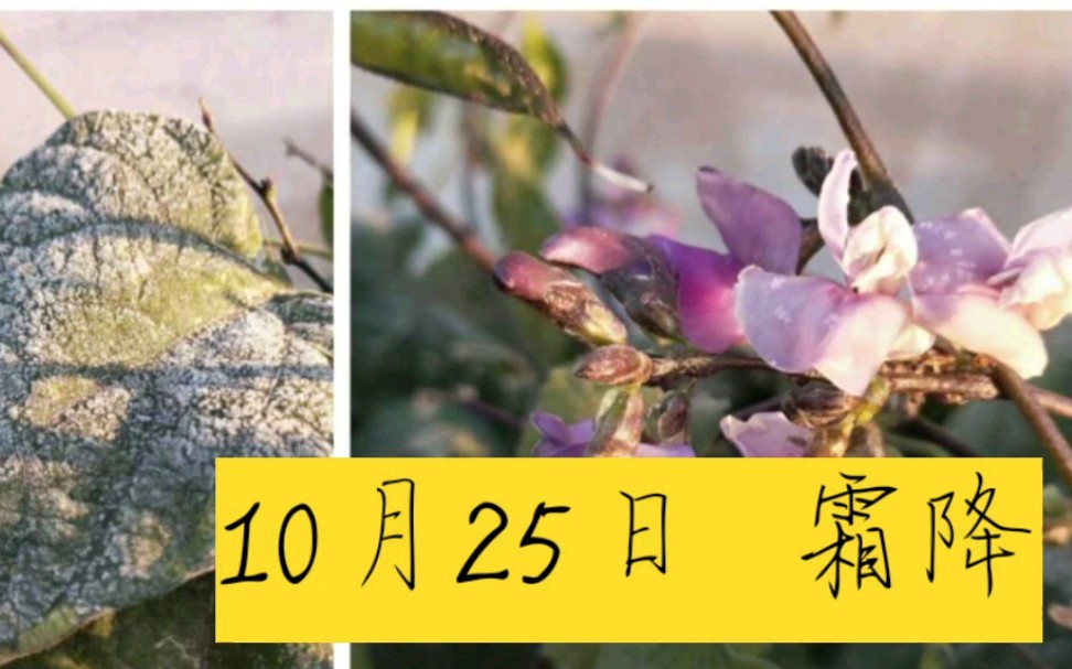 小学低年级二十四节气实践活动