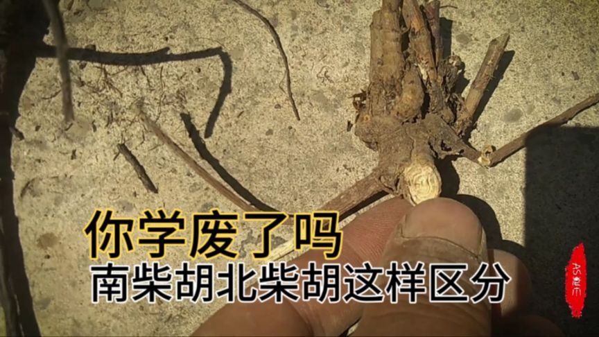 中药材柴胡分南北,你知道怎么区分吗?北柴胡原来有这些特点