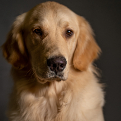 辛巴训犬师 