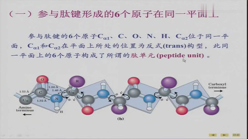 医用生物化学:2.8 肽键与肽单元