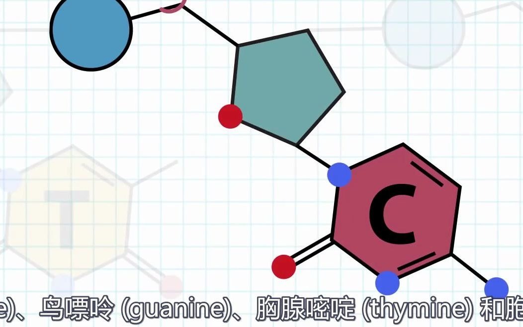 DNA的结构 (The Structure of DNA)