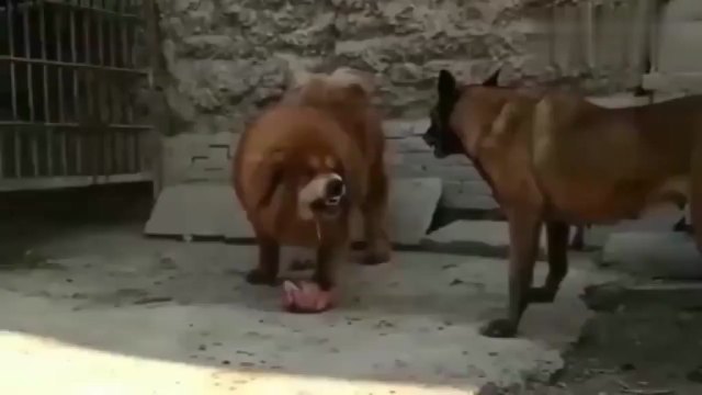 藏獒和美国马犬打架,谁会赢呢?