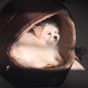 龙烟往事 