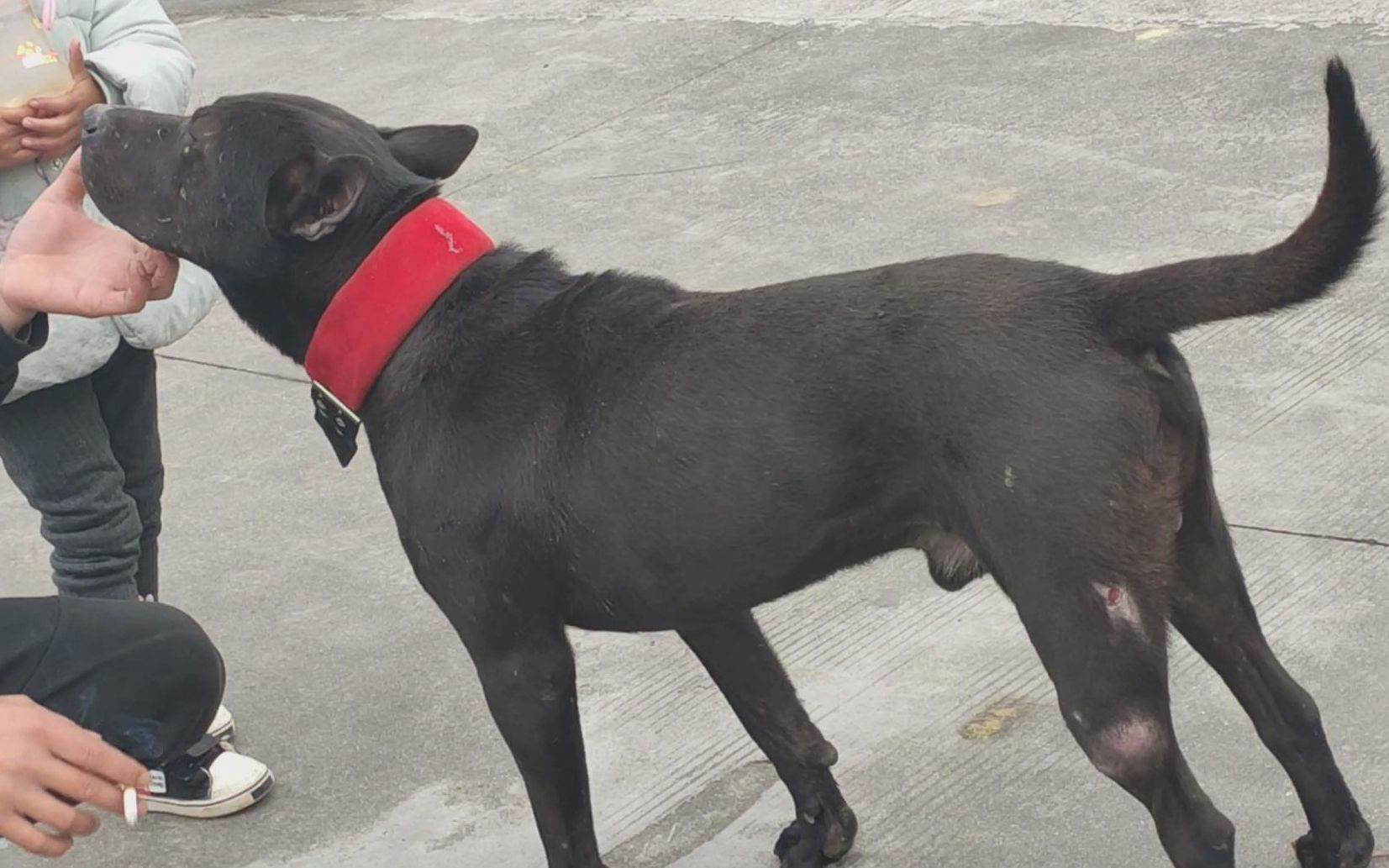 土狗把比特犬的腿差点咬穿,比特的主人认输,狗王死神打架会咬腿