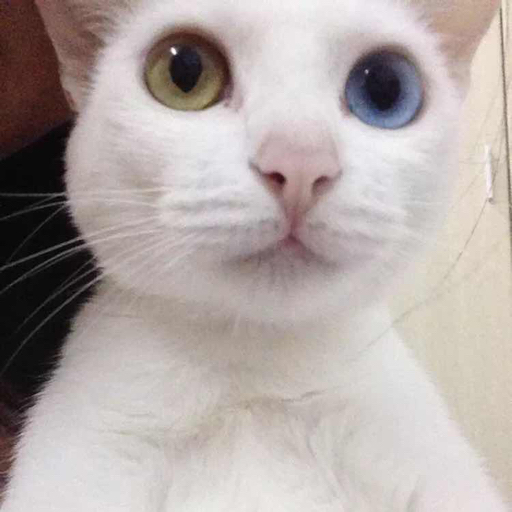 哎呀想念团子 