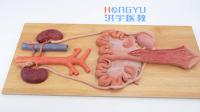 猪(母)泌尿生殖系统模型,动物高仿真解剖模型