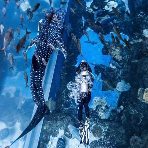 成都浩海立方潜水马良 
