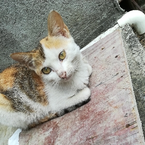 火线不火小启子 