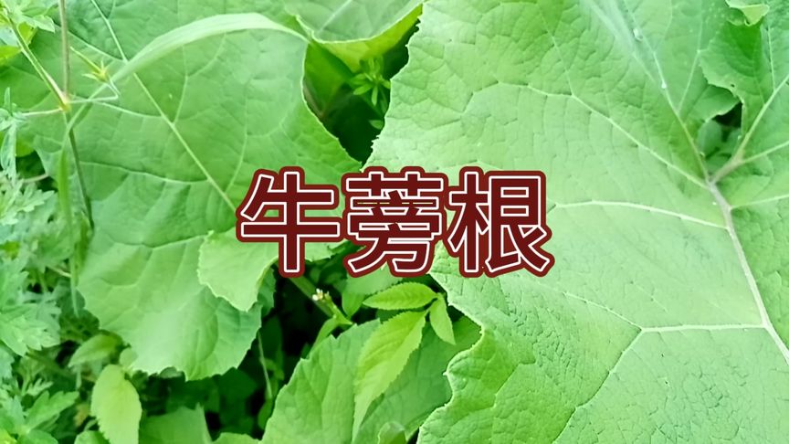 牛蒡根的功效