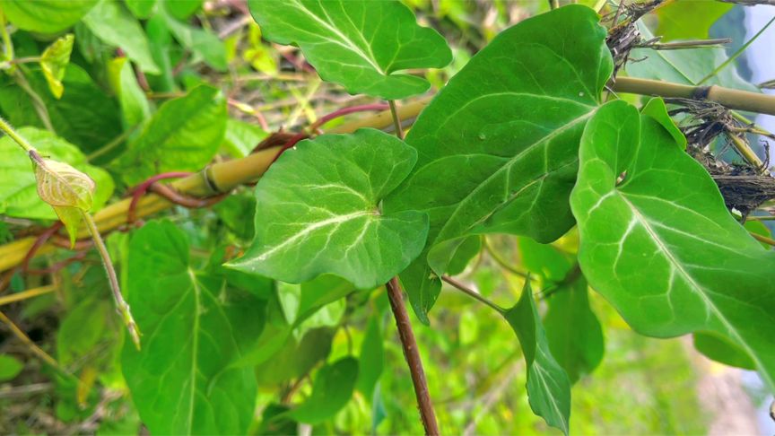 三农:何首乌大家都知道,但何首乌是分为两种的,快来了解下吧