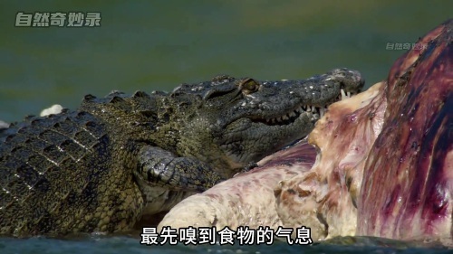大象从怀孕到成长,经历了怎样的起伏与蜕变?