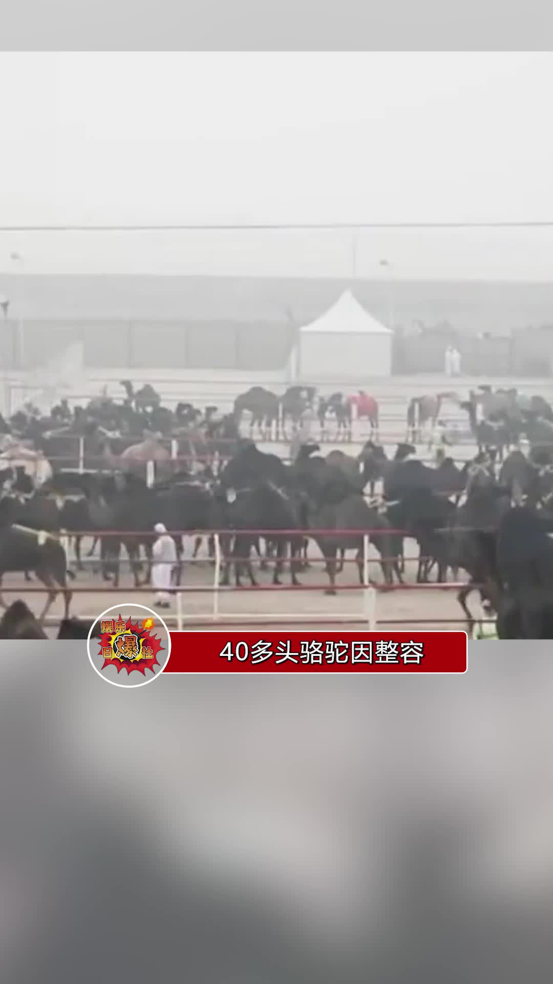 40多头骆驼因整容被踢出选美,为选美骆驼被注射肉毒杆菌,你如何看待...