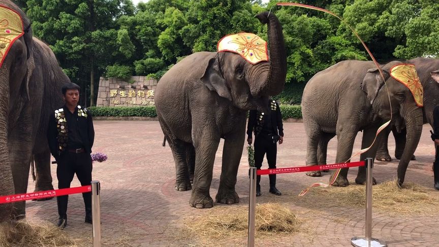 周末休息,野生动物园一日游,看大象表演杂技,怎么感觉有点可怜