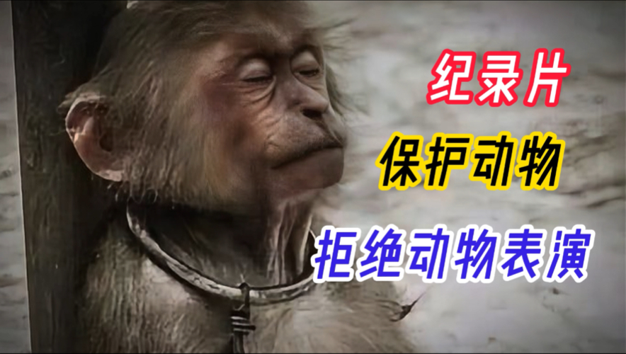 大型纪录片《拒绝动物表演》