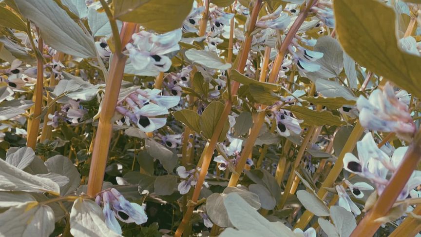 #美丽乡村麻大庄 #一个党员一面旗帜一个支部一座堡垒