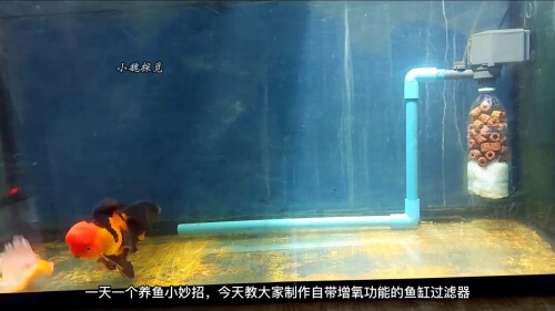 养鱼创意,教你制作自带增氧功能的鱼缸过滤器,一机两用!