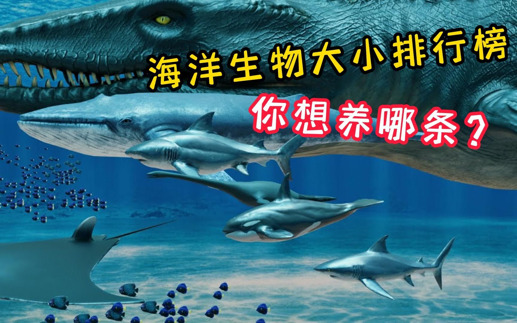 海洋生物大小排行榜,你想养哪条?