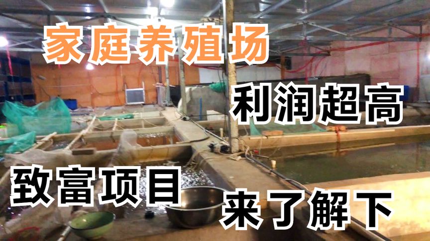 家庭养殖业,致富好项目,年入百万不是梦,赶快来欣赏了解下