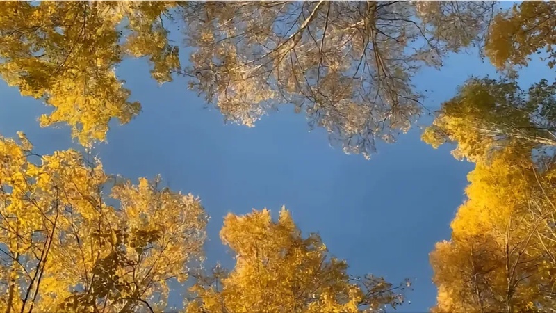 白桦树 秋天 大自然 自然之美 一叶知秋