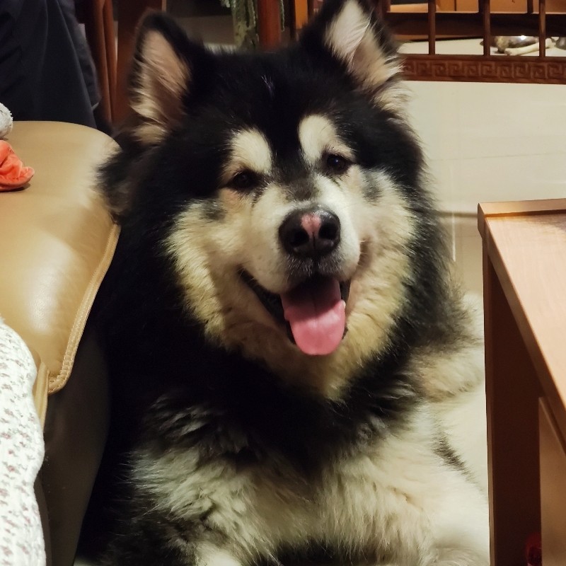 皇牌坦克 