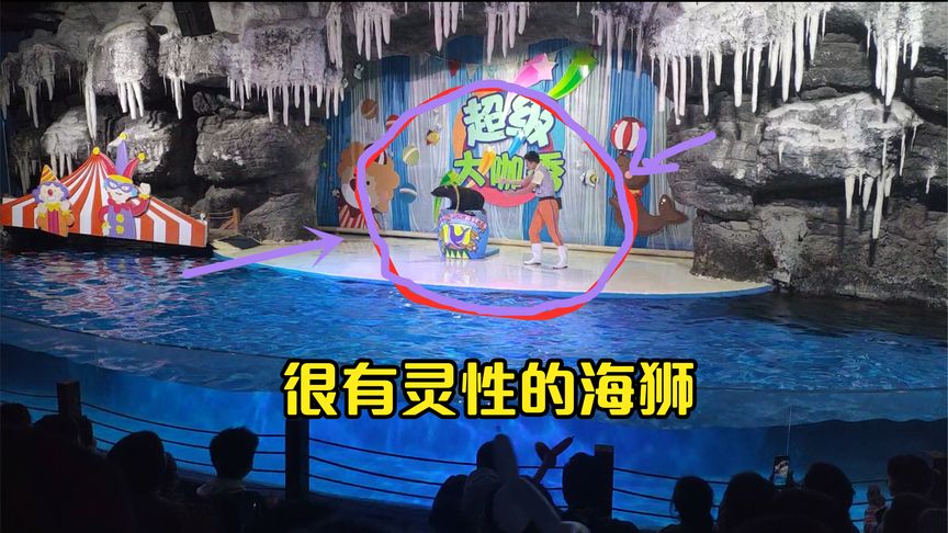 海洋馆的海狮真有灵性,想不到动作如此敏捷,海狮表演引众人围观