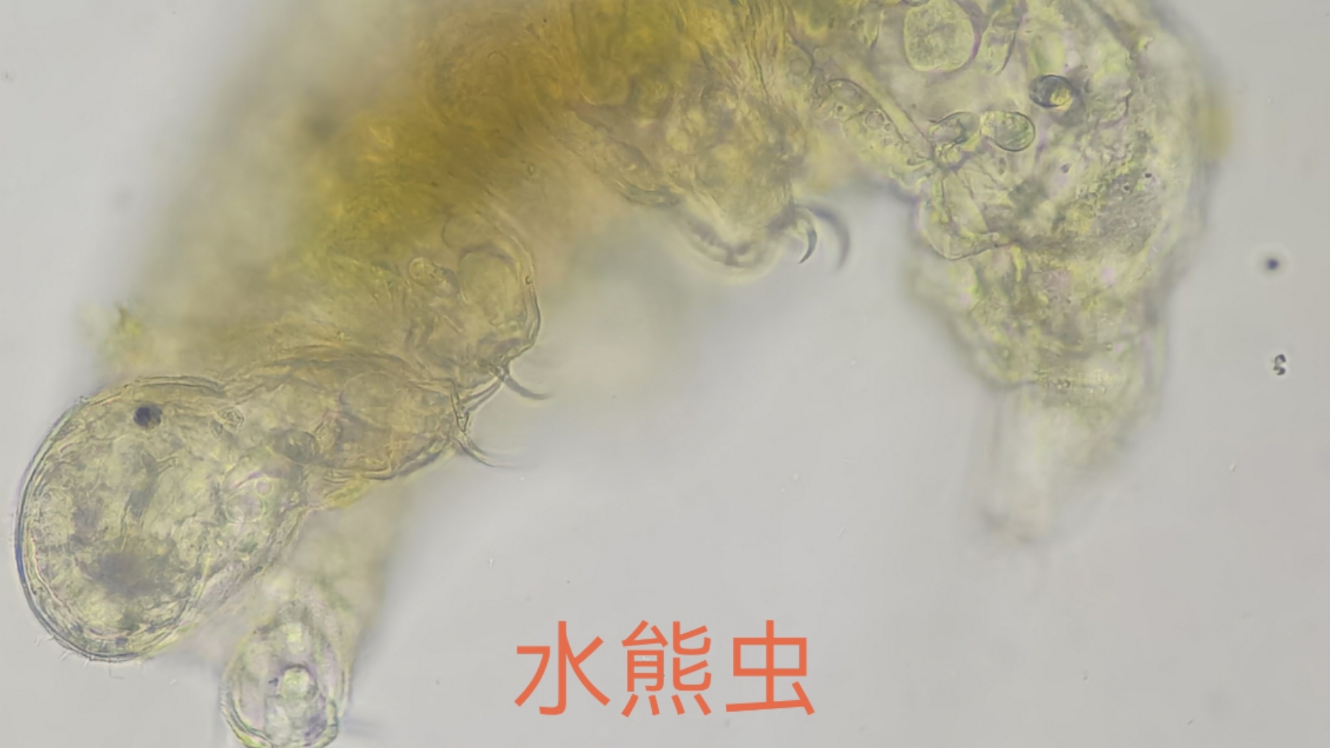 显微镜观察—水熊虫