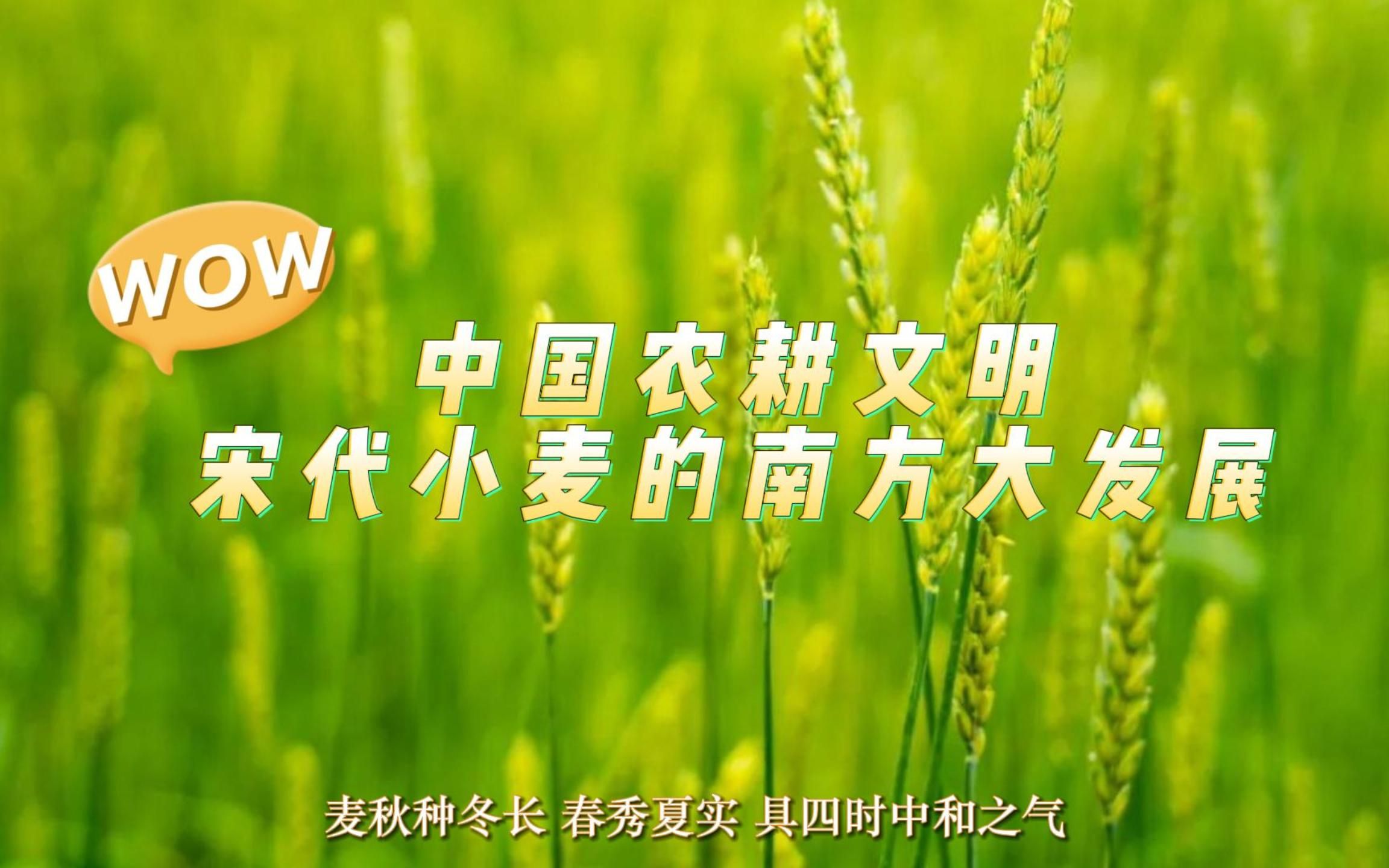 中国农耕文明—宋代小麦的南方大发展
