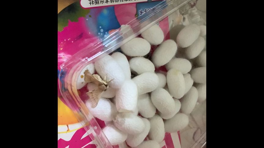 第一只蚕蛹破茧而出变成蚕蛾,孩子兴奋的跳了起来,陆续有了五只